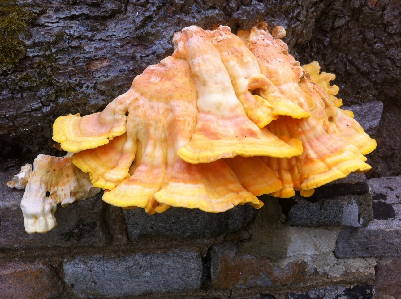 Mudpies And Minestrone: The Story of the Chicken of the Wood