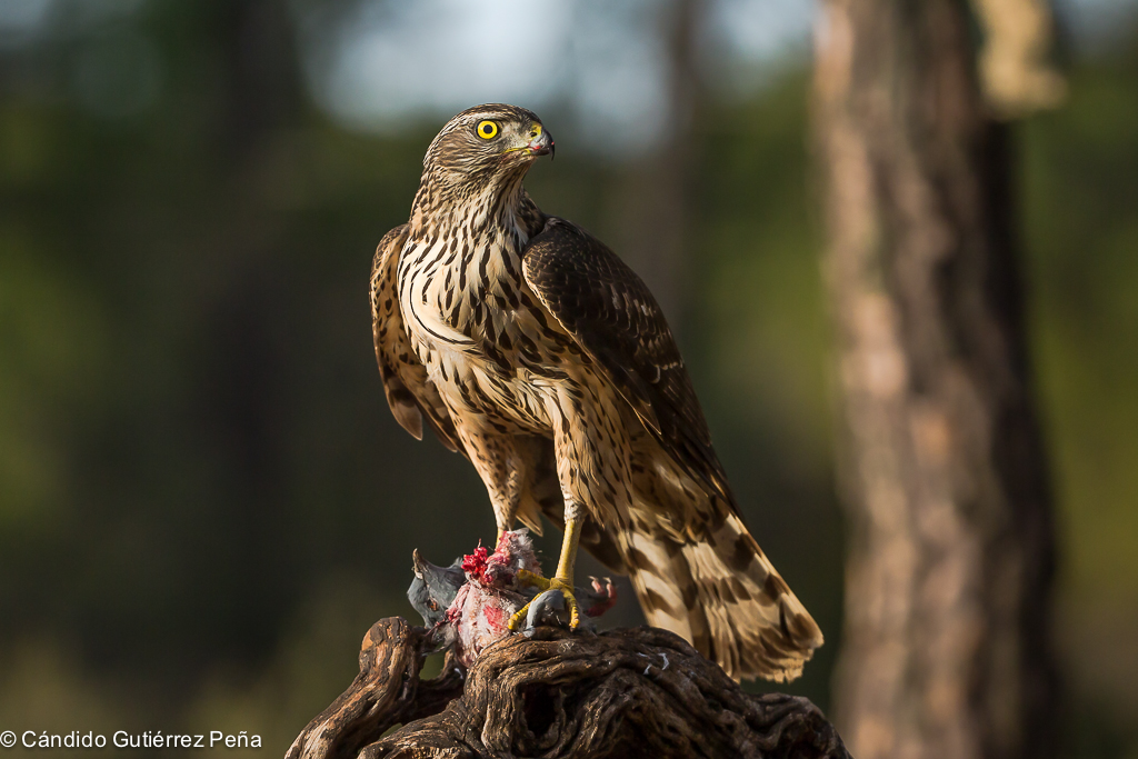 AZOR COMUN - Accipiter Gentilis | Observatorio de la Naturaleza