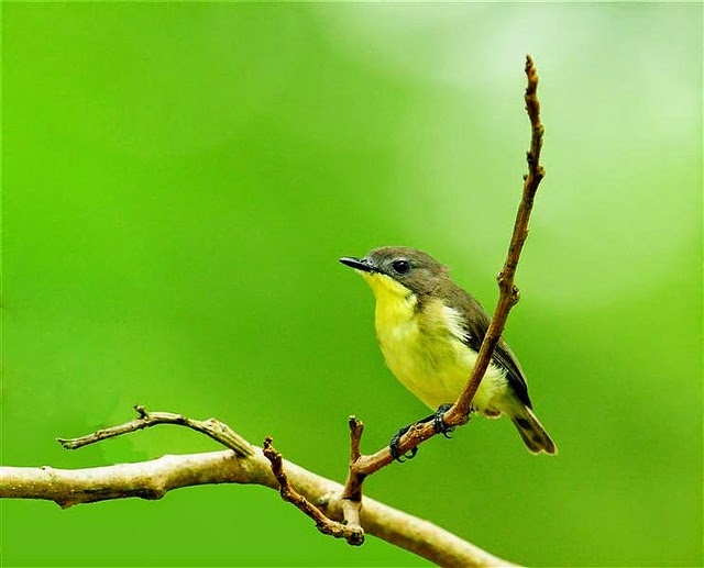 Chim Chích bụng vàng (Golden-bellied Gerygone) - Sinh Vật Cảnh Việt Nam