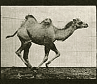 Sequential Thinking: Camel Rotoscope