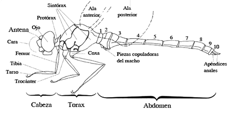 El Blog de Isa y Juan: Libélulas y caballitos del diablo