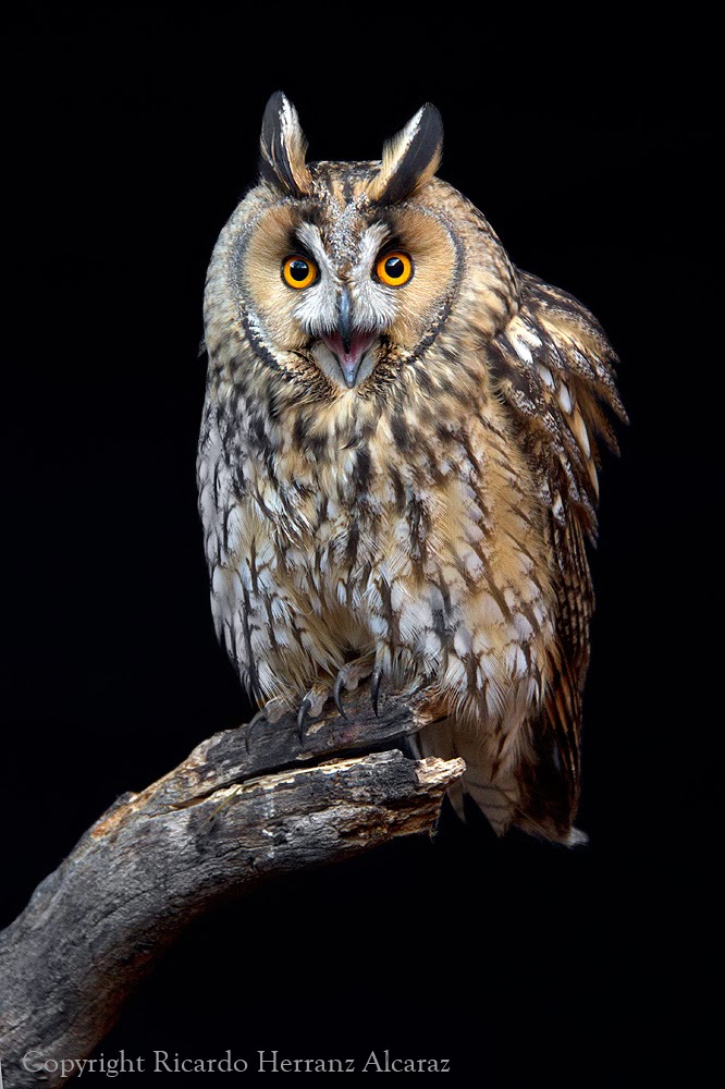 fotosricardo-h: BÚHO CHICO - Long-eared Owl