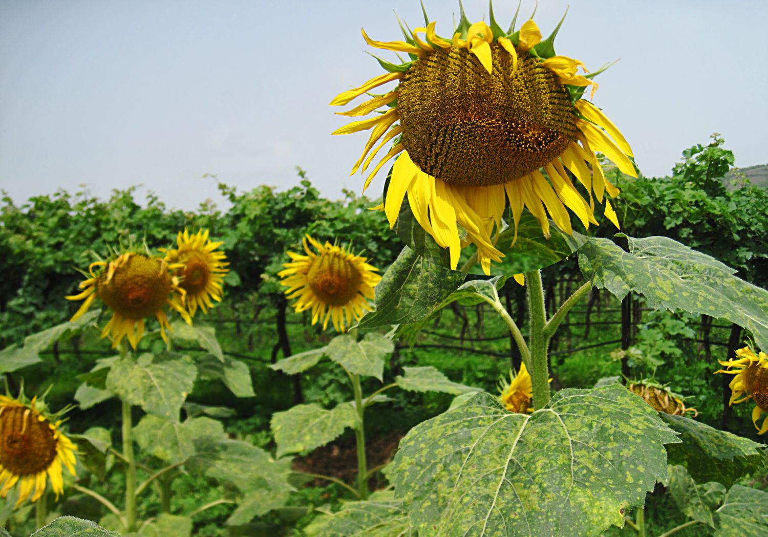 Stock Pictures Sunflower Photos stock-pictures-sunflower-photos
