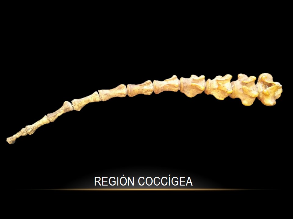 Anatomía Veterinaria Grupo 10: agosto 2015