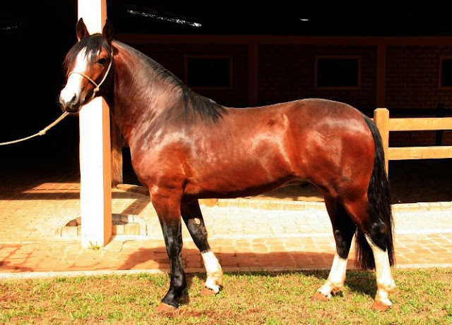 Cavalos Exóticos / Exotic Horses: Crioulo / Criollo