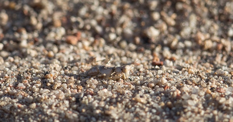 Birds of Saudi Arabia: Desert Mantis – Abha area