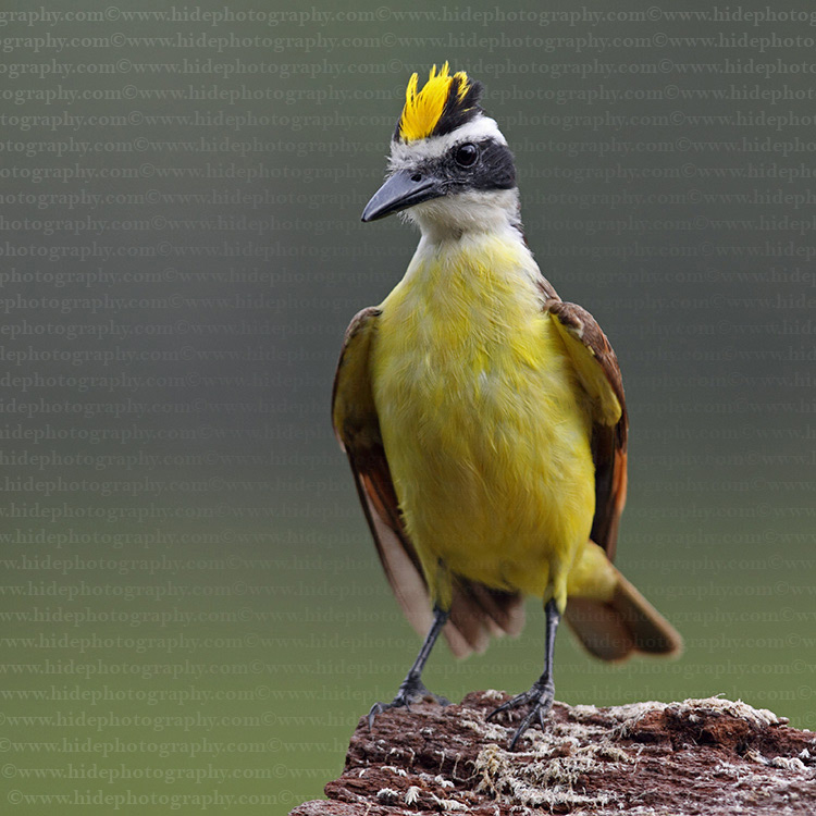 Ovaltes: Great KiskadeeThr Beautiful American Birds