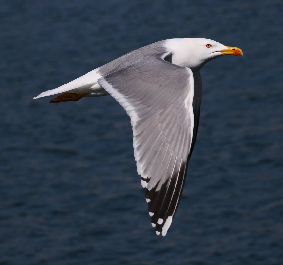 Chris Gibbins - gulls & birds: Catalonia, Spain, March 2011: gulls and ...