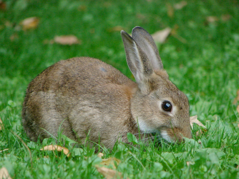 Cara Merawat Kelinci Yang Baik