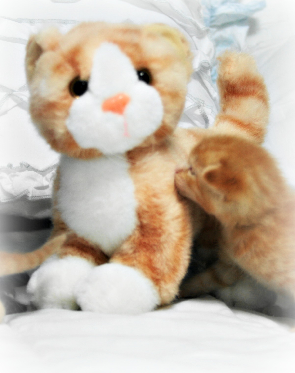 For the love of white: Being a Mama Kitty is exhausting!