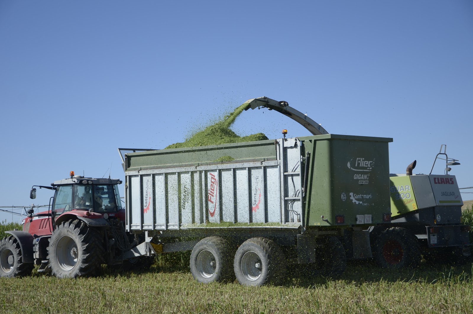 Ensiling Sorghum: chopping, transport and pressing