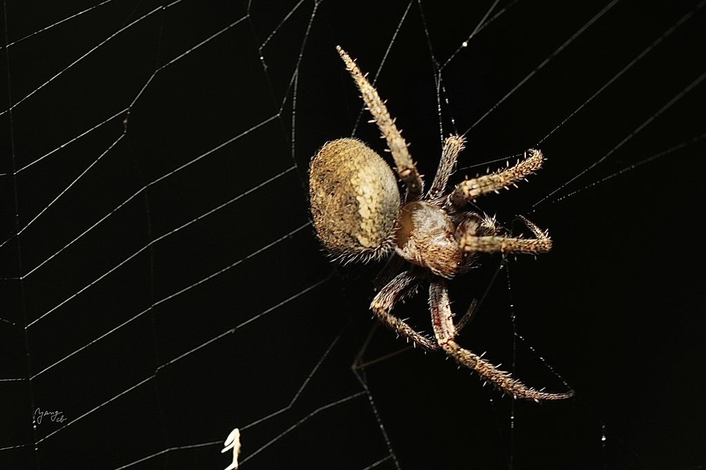 楊全斌: 茶色姬鬼蛛Neoscona punctigera