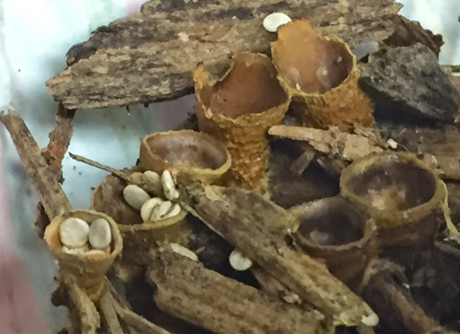 Idahomushrooms always include your name or initials. Click on the year ...