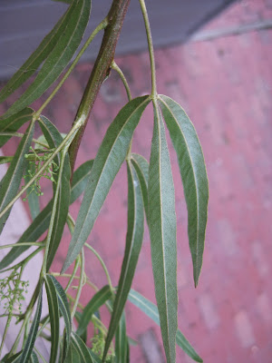 Trees of Santa Cruz County: Rhus lancea - African Sumac