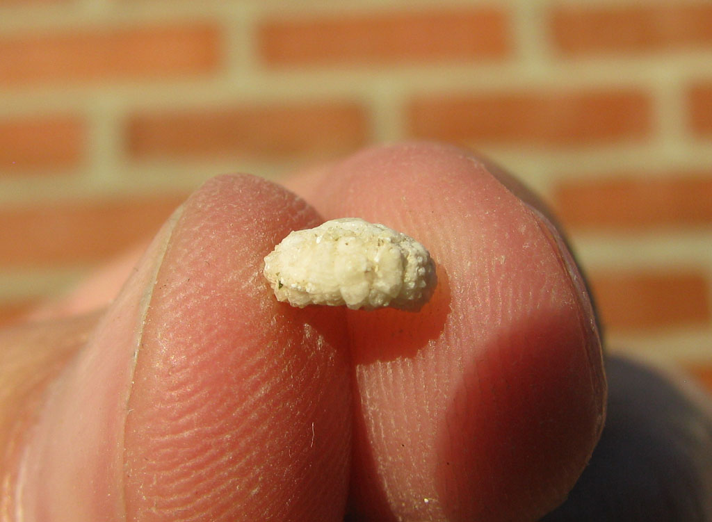 Views of the Mahantango: Salenia and Echinogalerus echinoids from Sweden