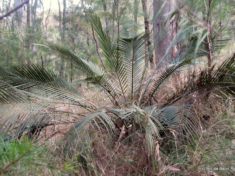 Sydney's Wildflowers and Native Plants: Macrozamia communis - Burrawang ...