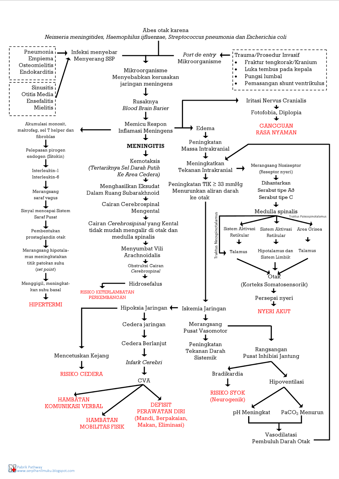 Pathway Meningitis