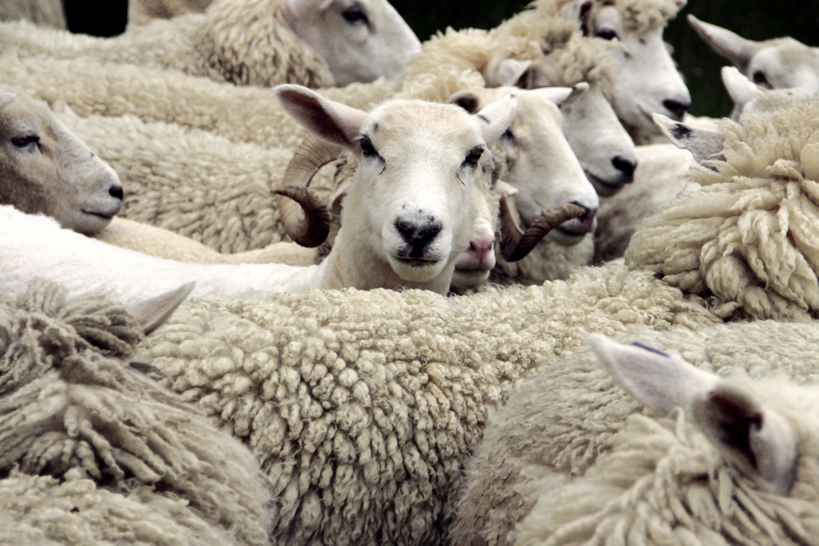 Ford Family Photos: Sheep Herding - Morelea Sheep Farm, New Zealand