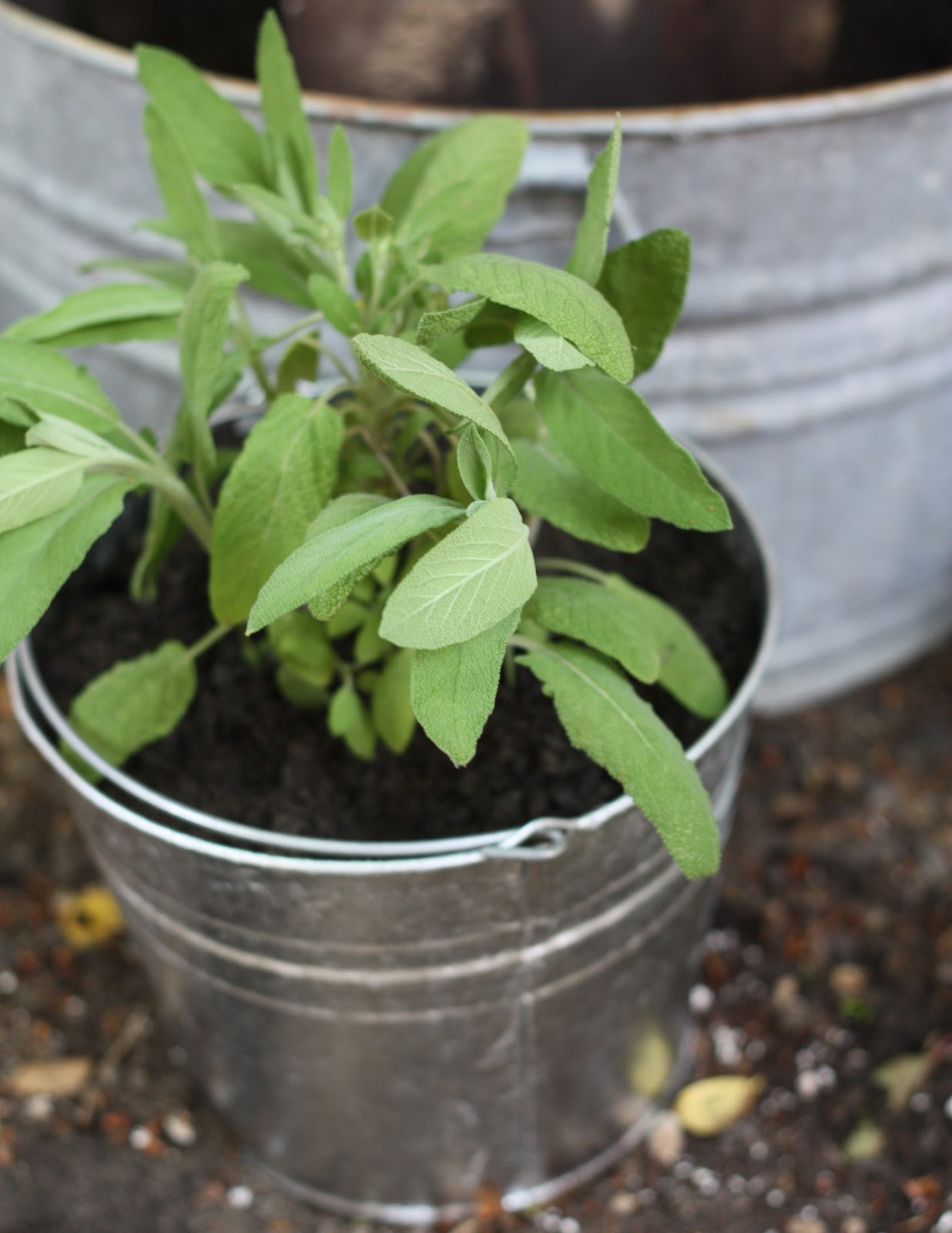 Uprooting and Transferring Herbs | 17 Apart