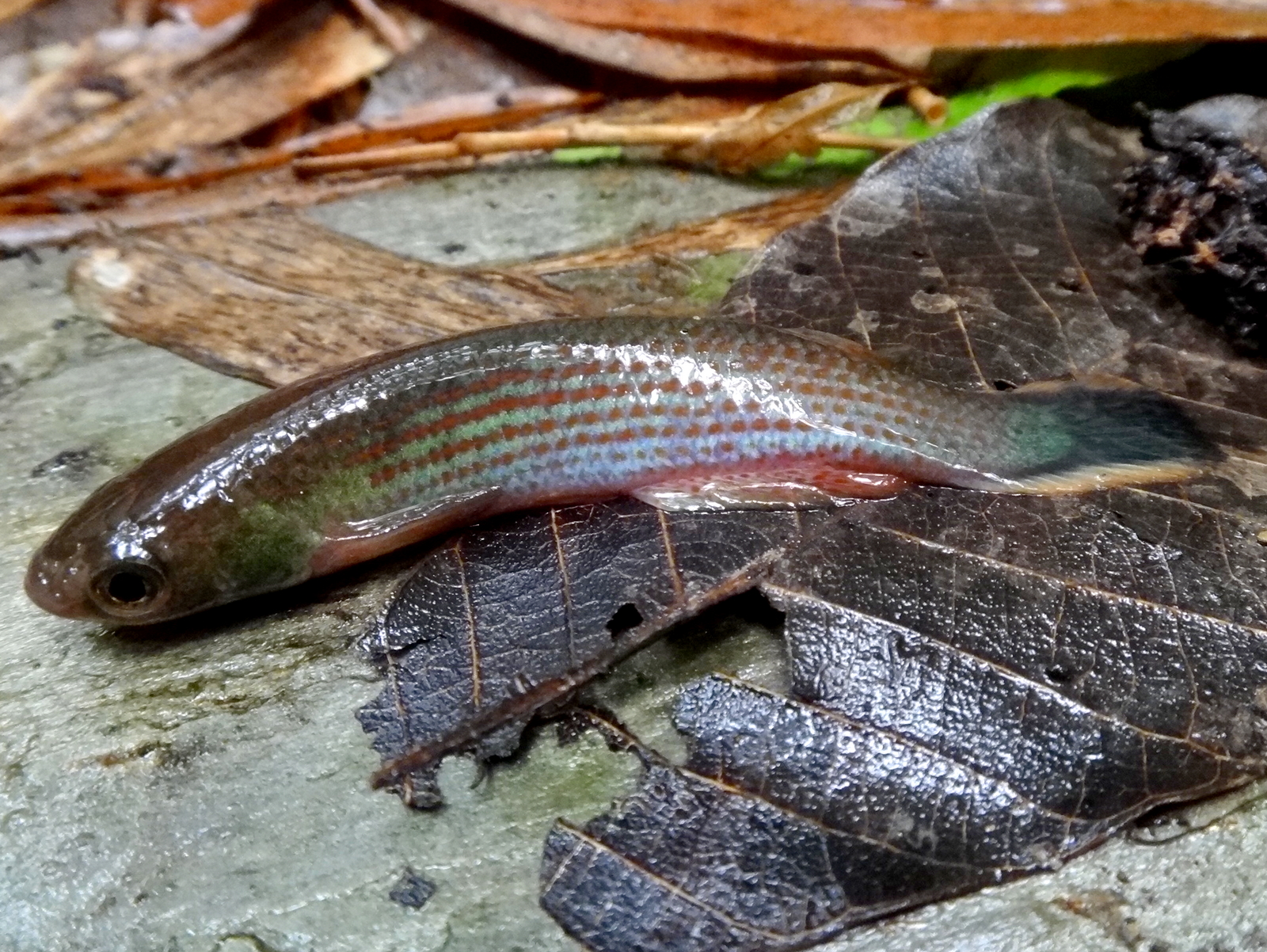 Swimming against the Current: the Fish of the Main Ridge Reserve