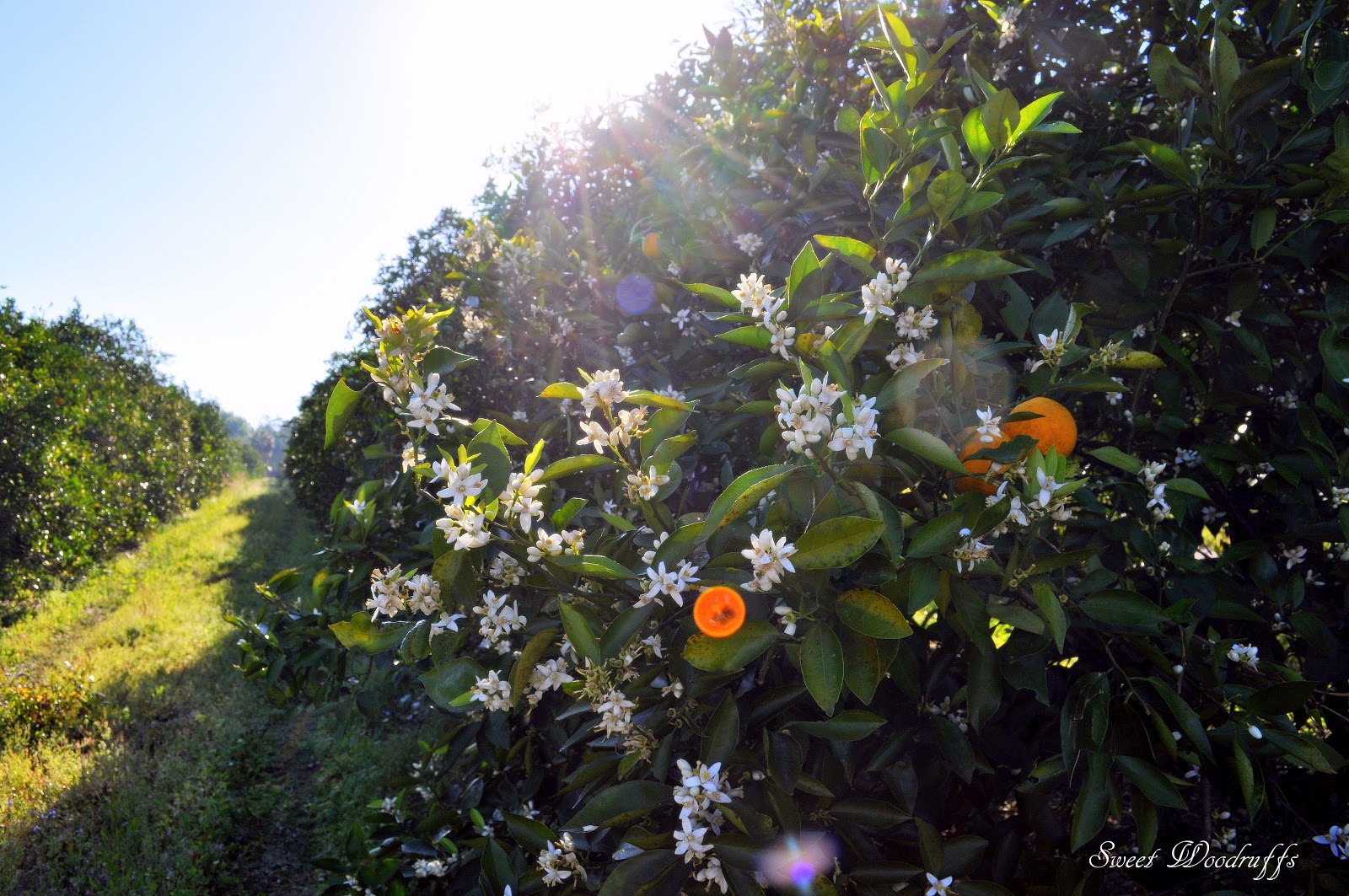 Sweet Woodruffs: Orange Trees are Blooming!