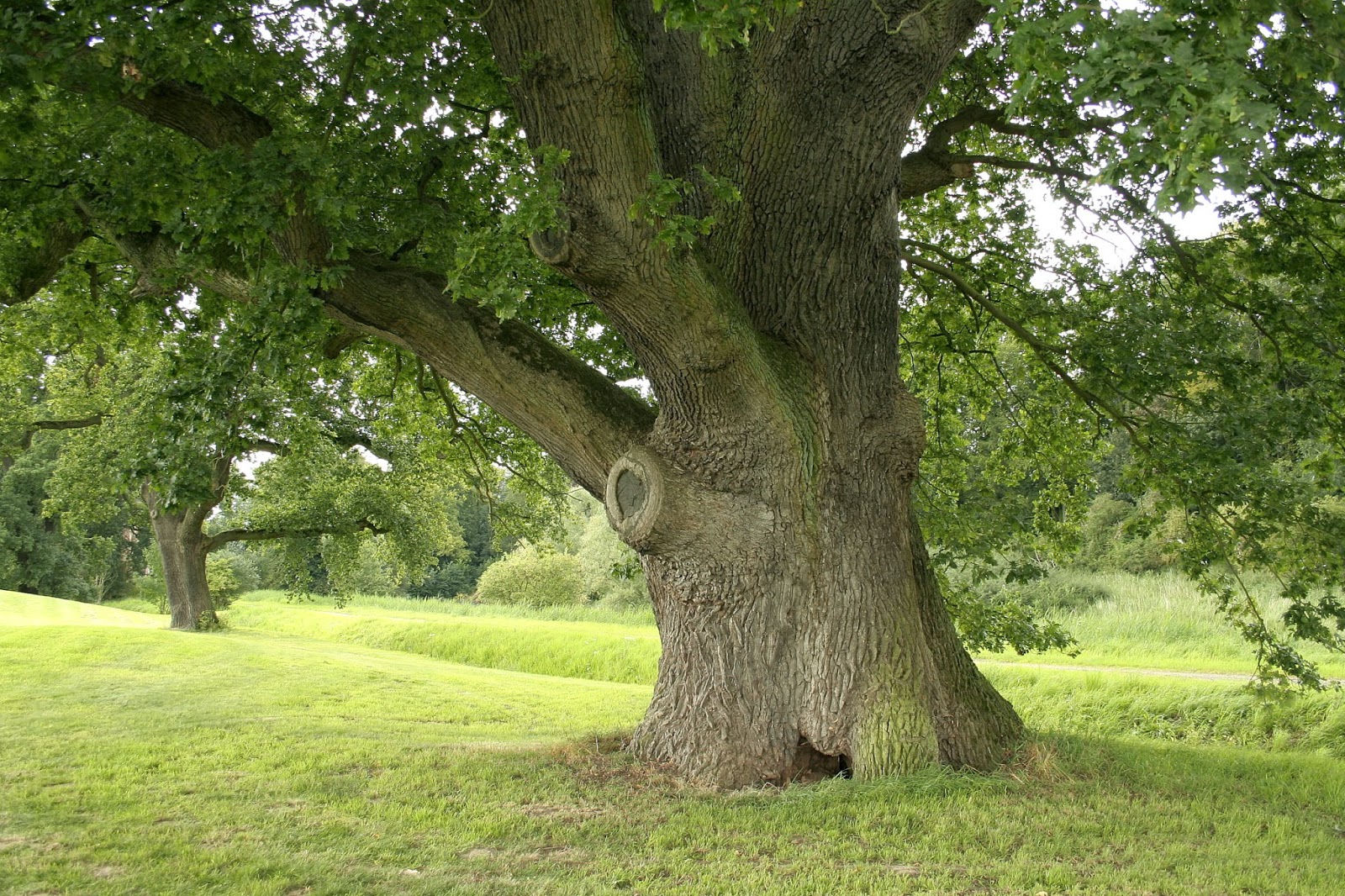Trees Planet: Quercus robur - Pedunculate Oak - English Oak
