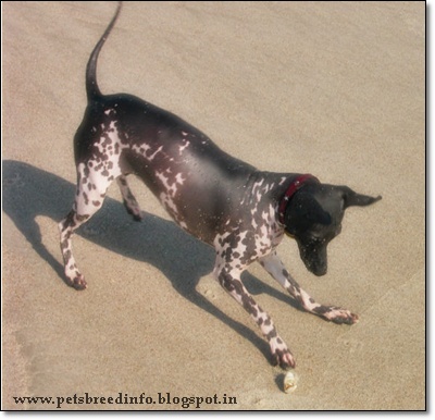 American Hairless Terrier Dog HD Wallpaper Free Download | All About Dogs