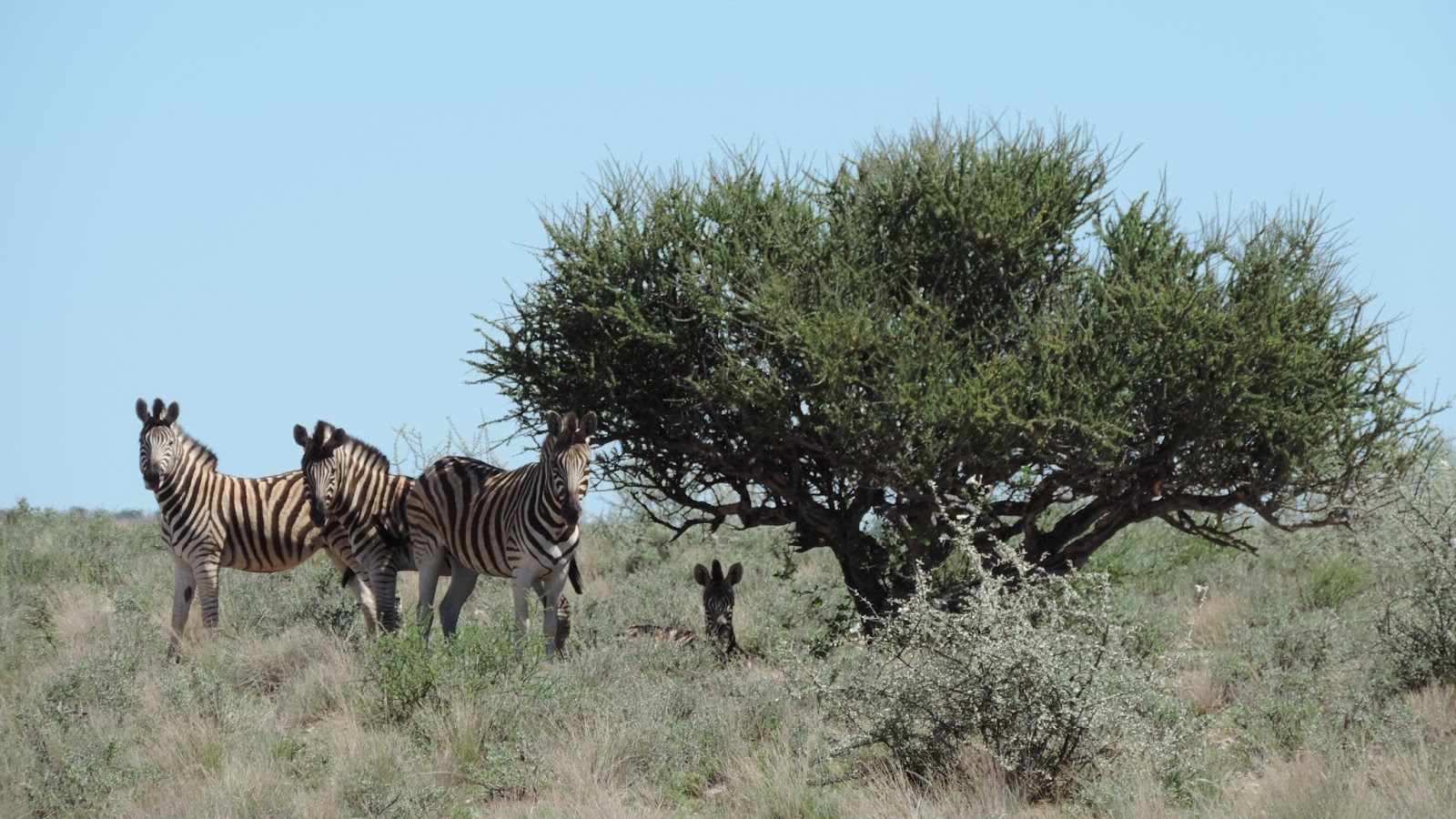 Travel with Kevin and Ruth: Hiking with the Oryx!