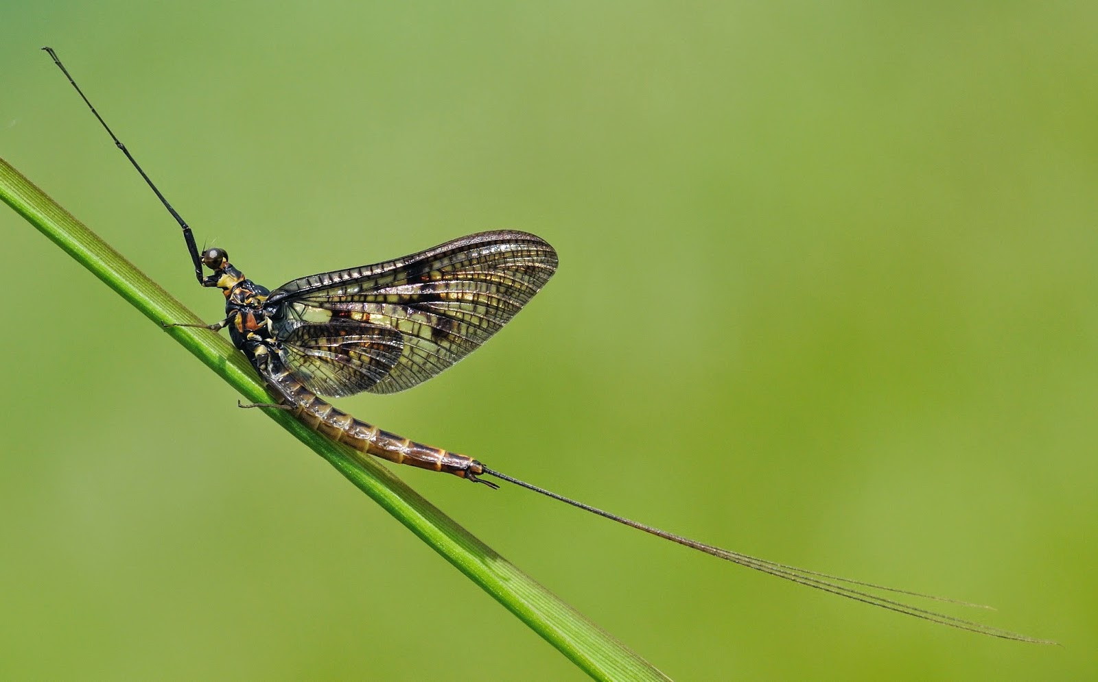 Bob's Butterfly and Bird Blog: Beautiful Demoiselle and Mayflies.