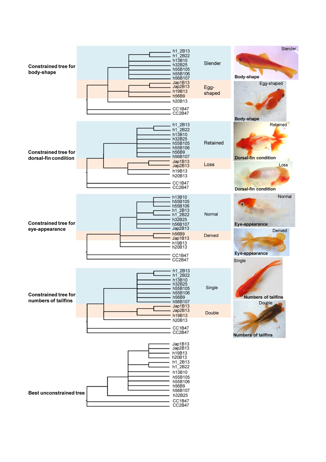 Goldfish Garage: A Two Car Fishroom: Origin of Chinese Goldfish and ...