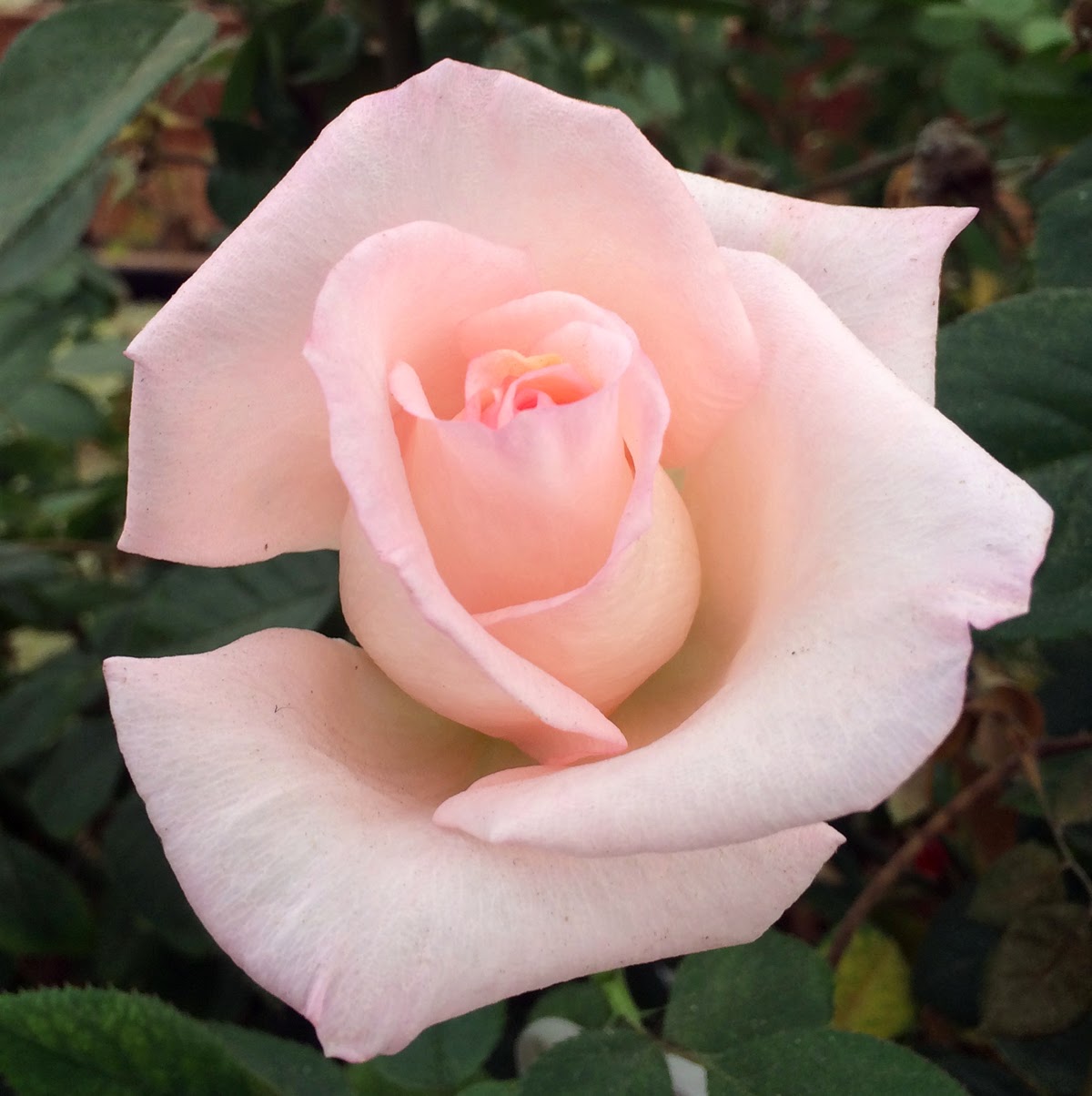 Rose Hybridizing: Last Blooms of the Year 2014