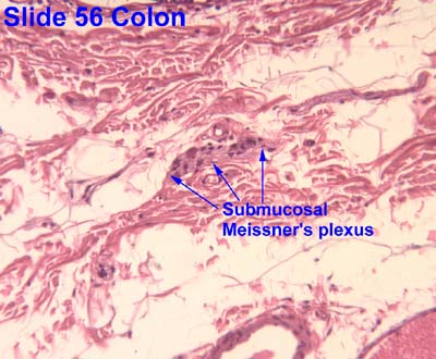 Tissue Bio Lab: You've got some nerve.....