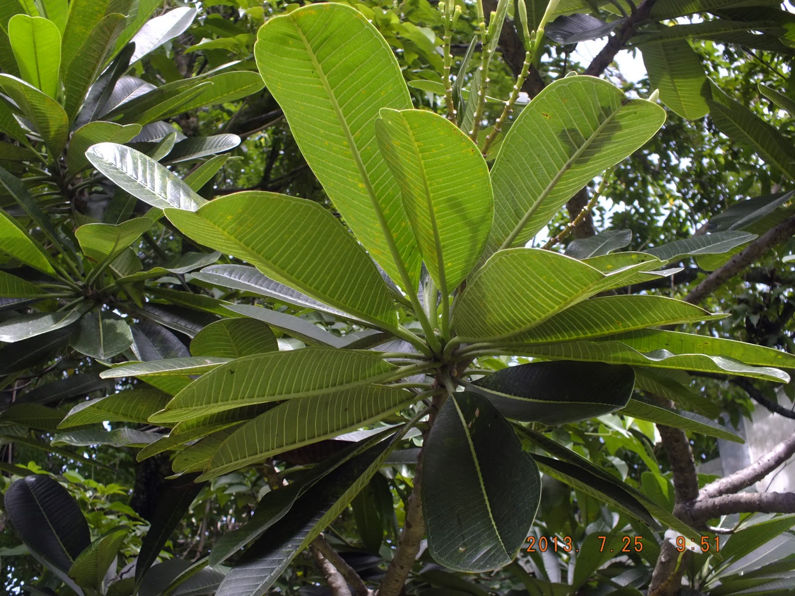 Photography with Dr. Ernie.: Flowers: calachuchi, plumeria, frangipani