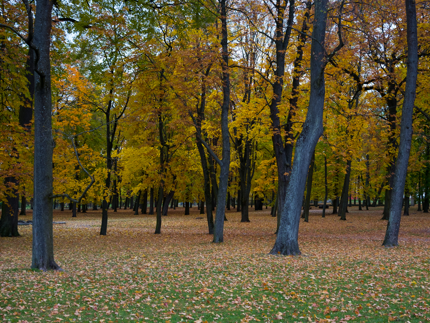 Hello Talalay: The Golden Time Of Fall In Estonia