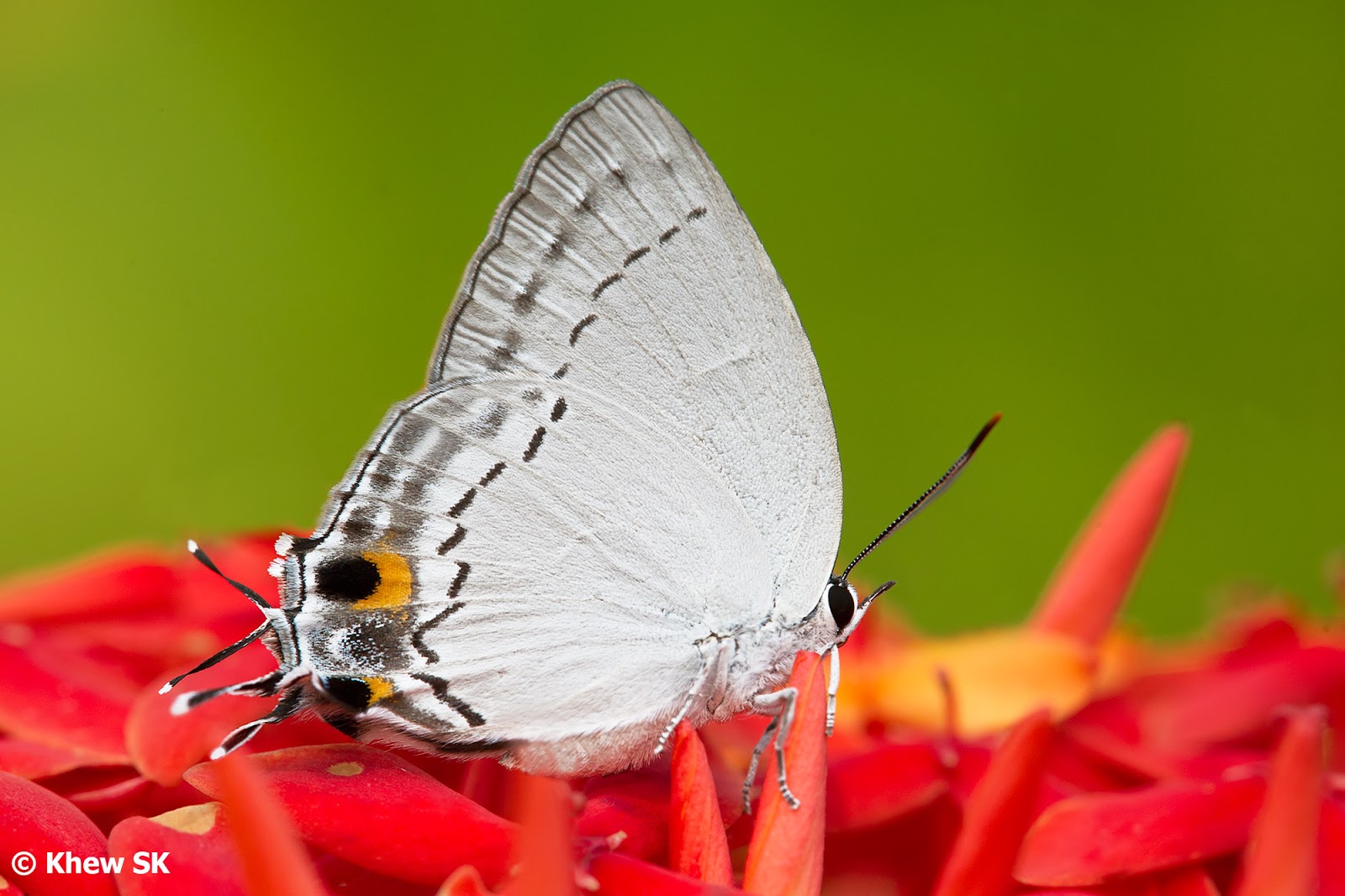 Butterflies of Singapore: Red and White