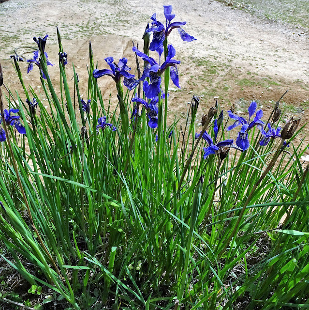 Prairiebreak: Irises in paradise (a.k.a. Yunnan)