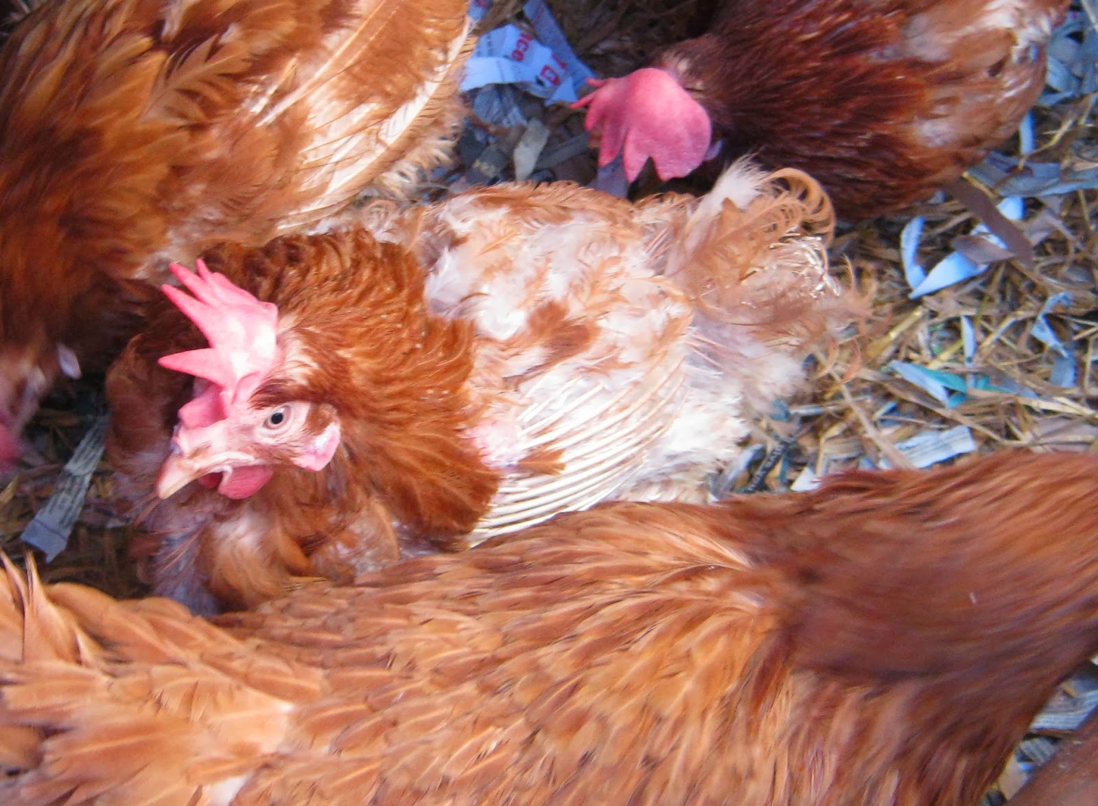 Bee Roberts: Understanding ex-battery hens