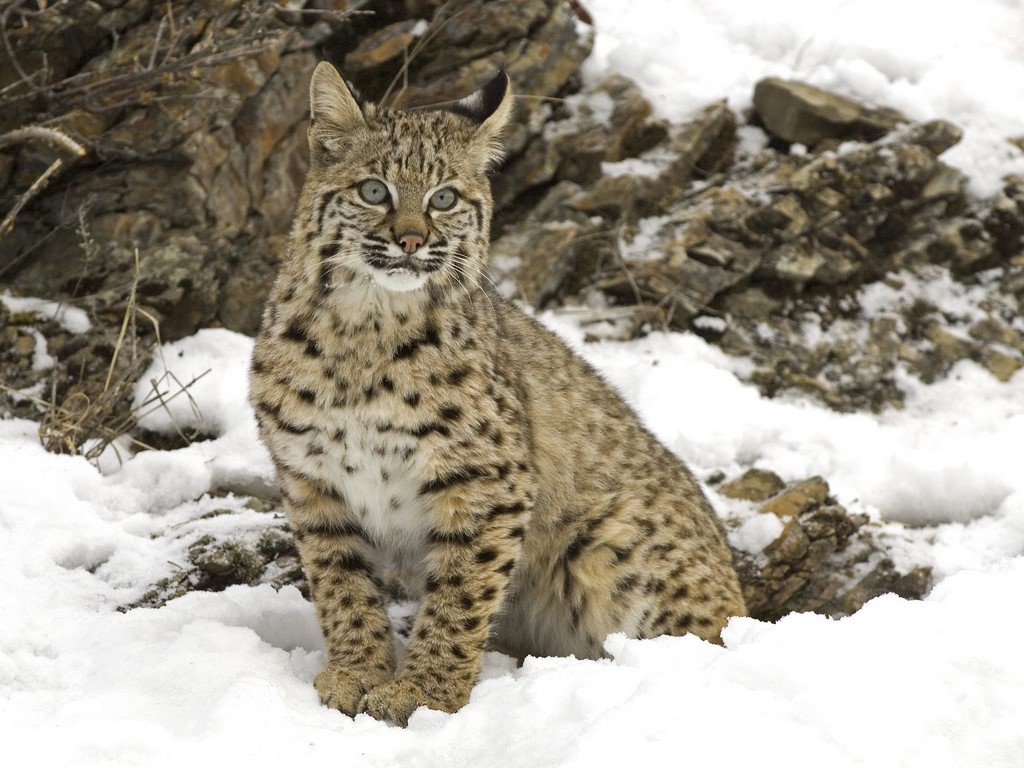 Beautiful Bobcat in the World