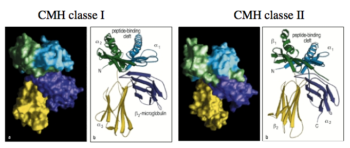 L'immunoblog-on-line: L'immunologie pour les Experts!