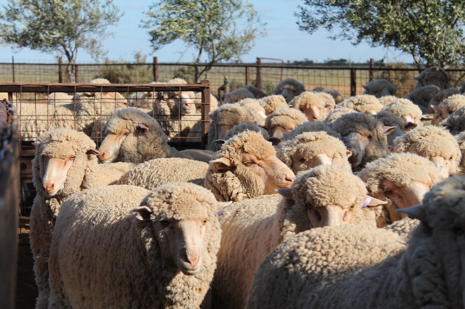 Shearing and other spring things - The Shady Baker