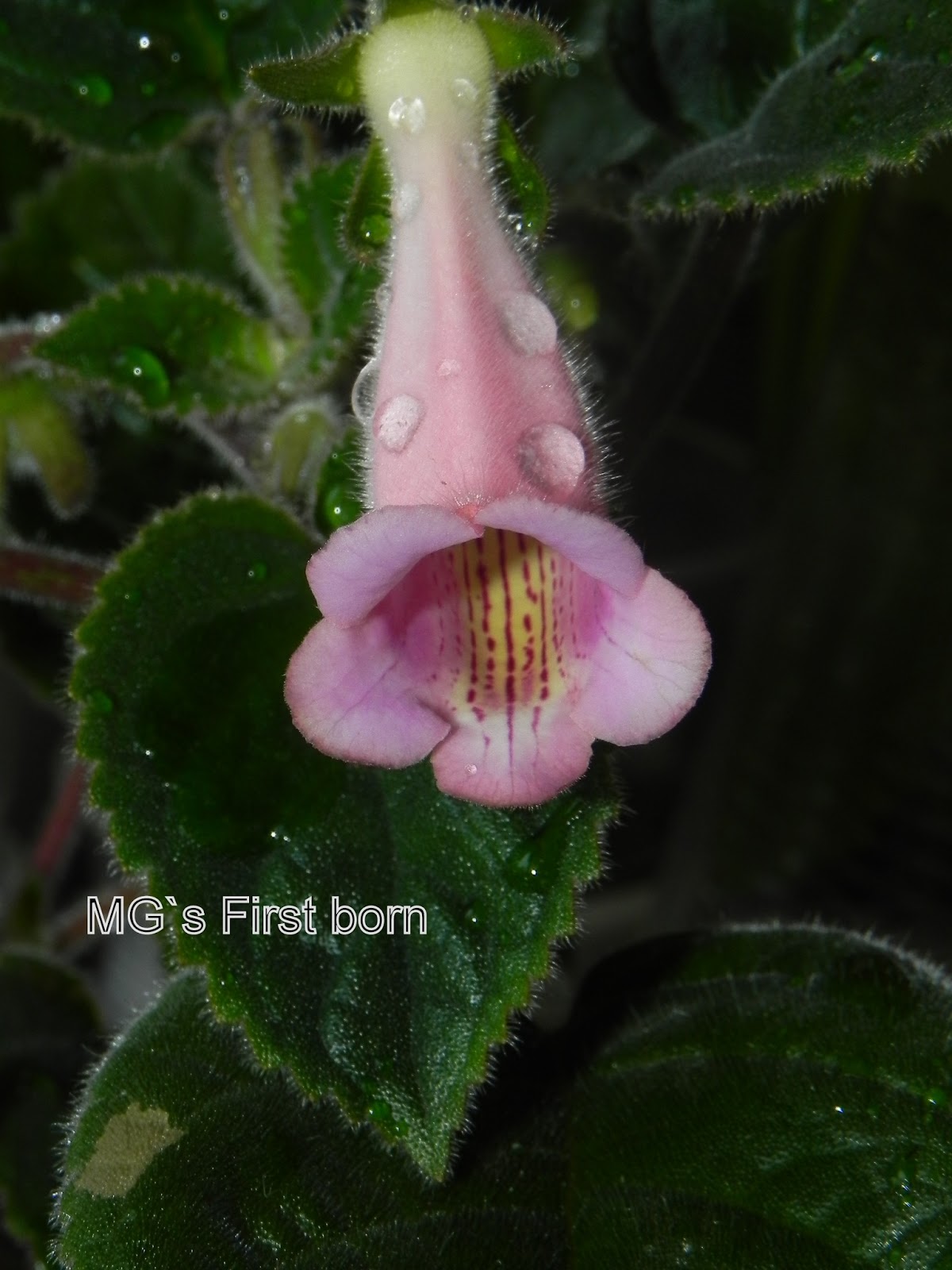 My passion: Plants: Sinningia & Mini sinningia my hybrids - MG`s sinningia