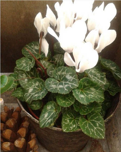 Romppala - Linda's Home & Garden: Joko tuli talviaika?