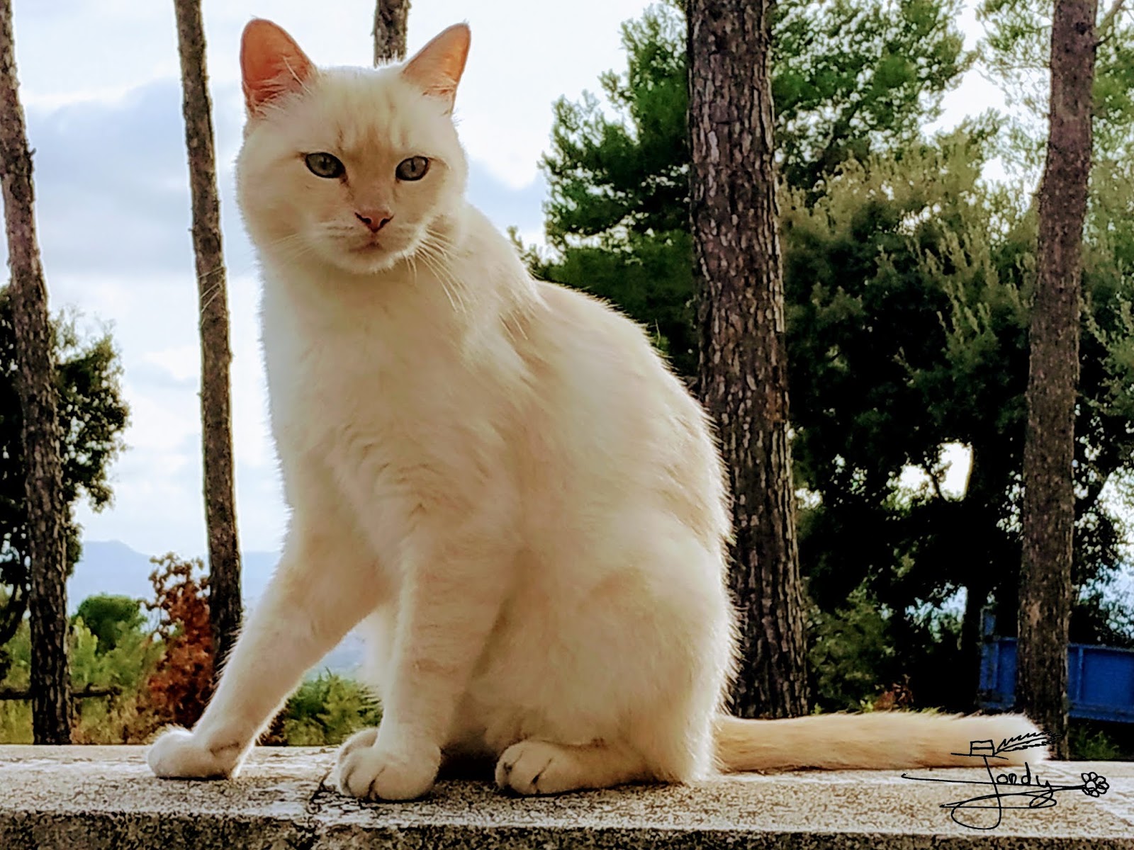 FOTOGRAFIANDO: Gato Posando