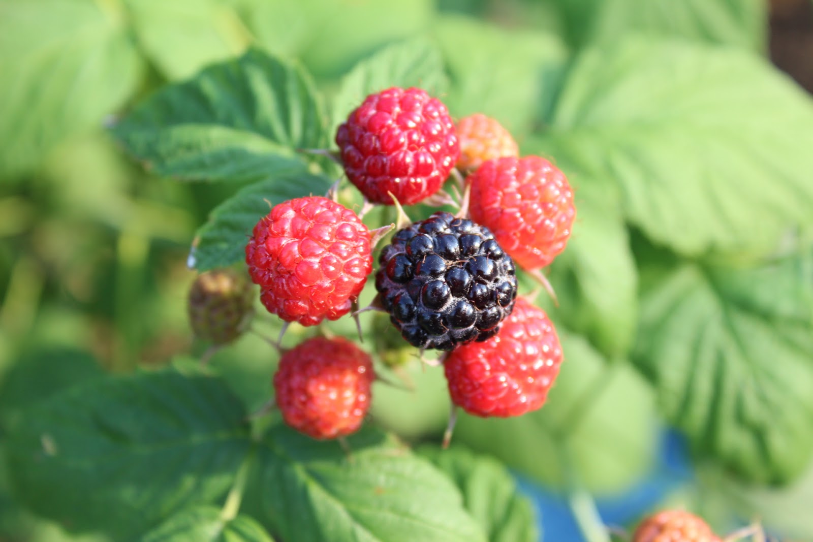 country life in S.Korea.: Rubus coreanus fruit farm