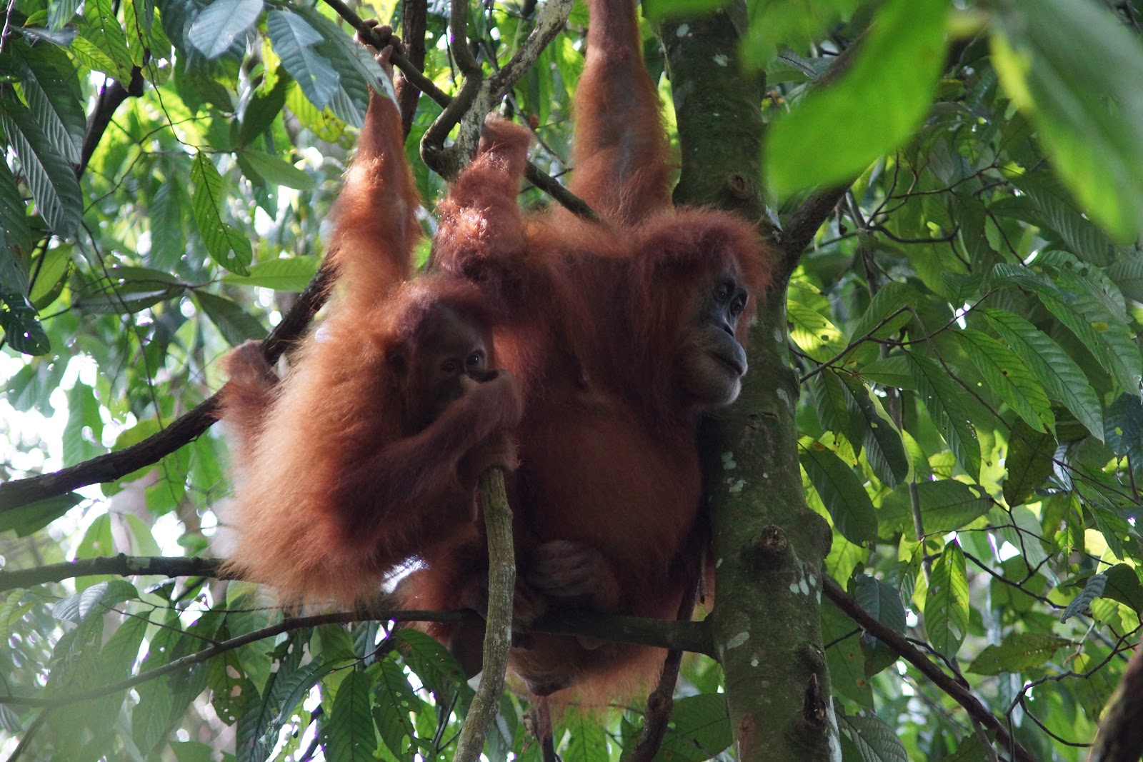 Geo.renza: PERSEBARAN FLORA DAN FAUNA DI INDONESIA