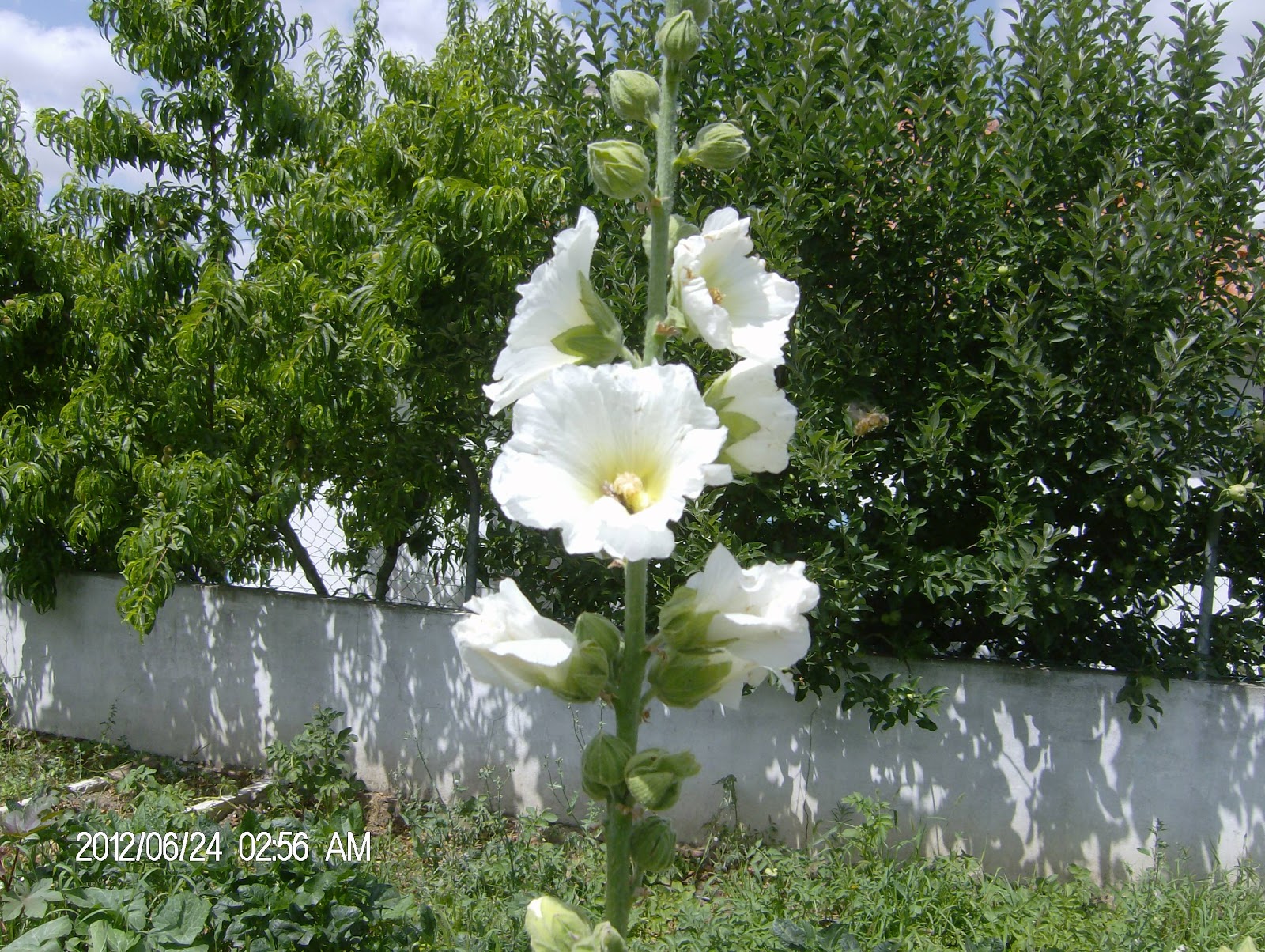 A HORTA DO JOÃO: Malvariscos