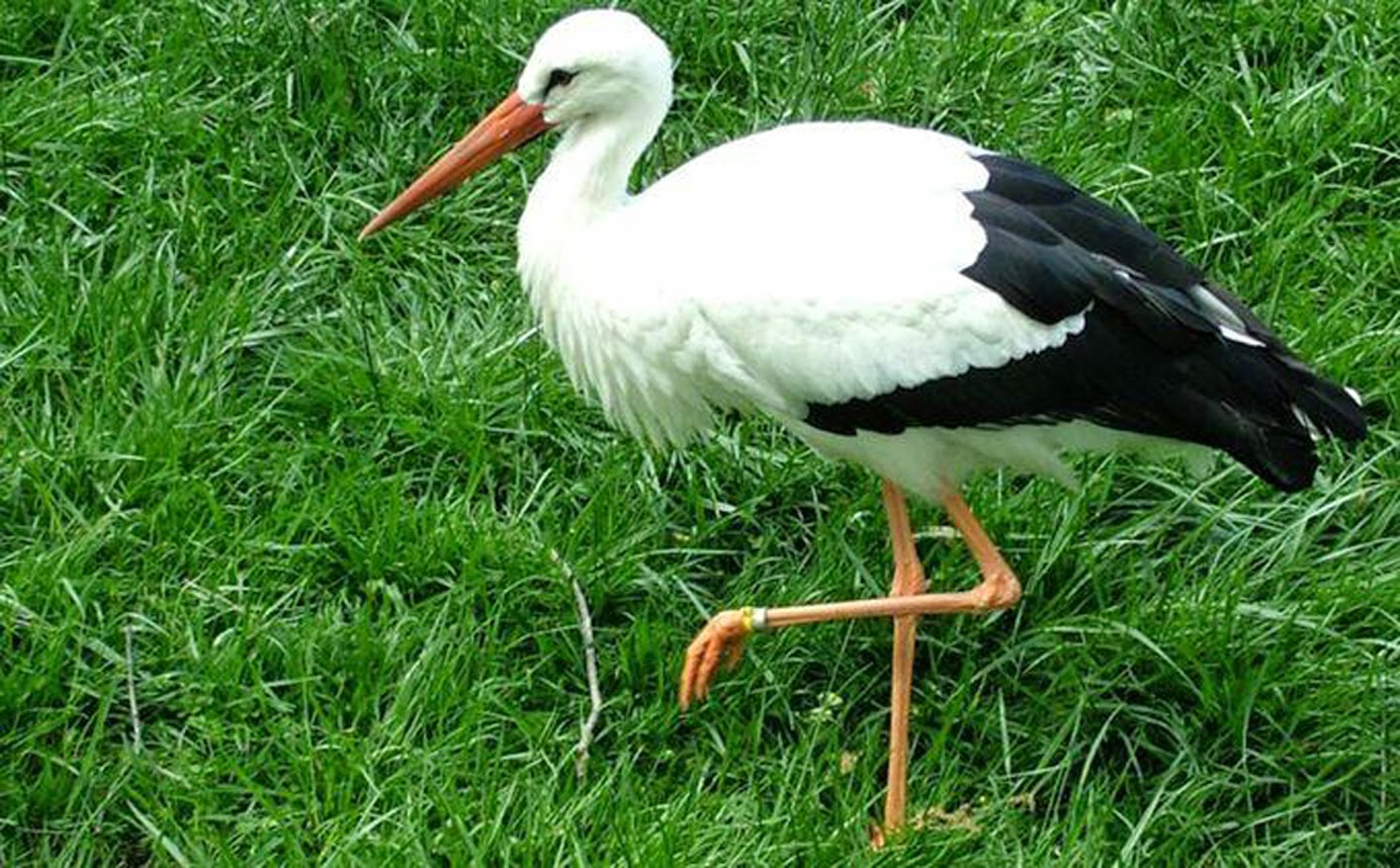 Foto Burung Bangau - Burung
