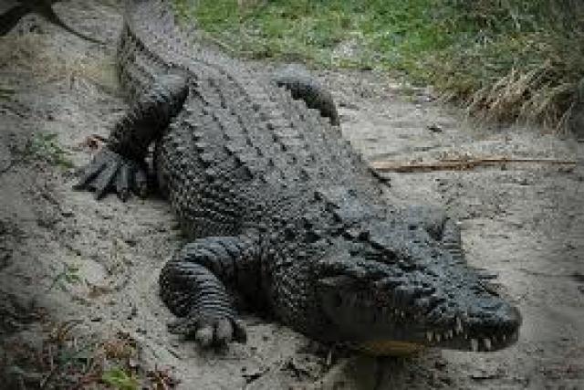 animales tipicos del amazonas