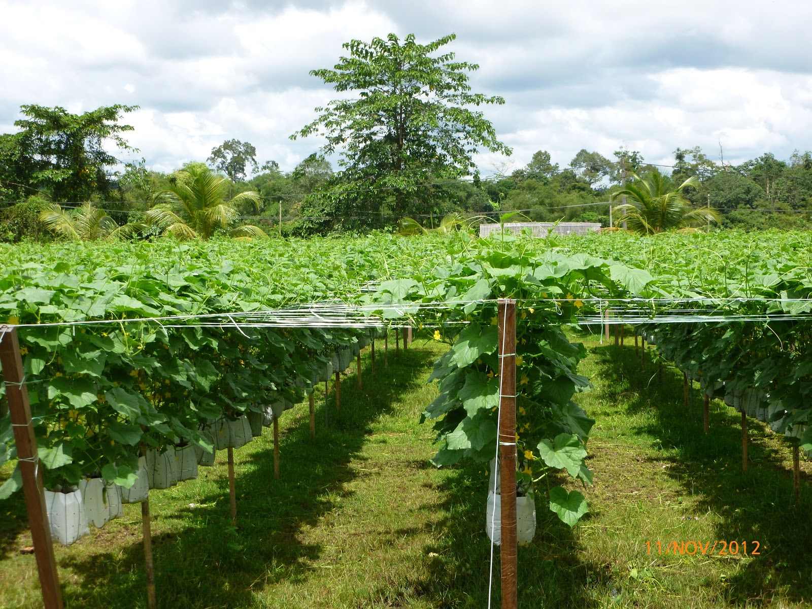 OBO: Projek Tanaman Timun Fertigasi Terbuka Di SMK Kuala Jengal, Dungun ...