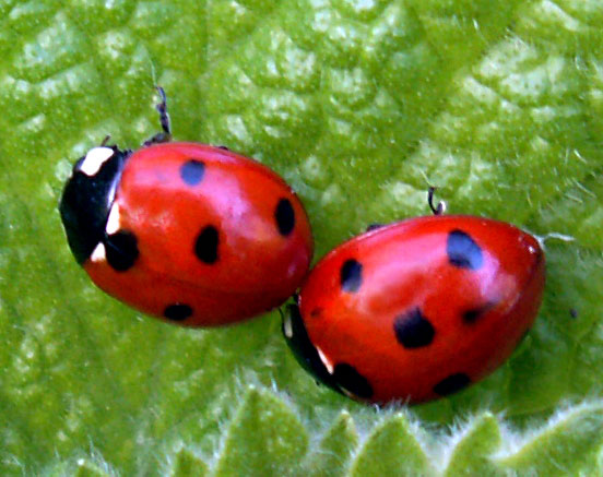 Ladybird | Animal Wildlife